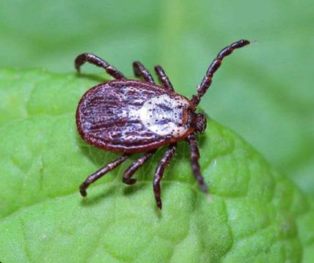 Tick Kits – Salt + Honey + Sage